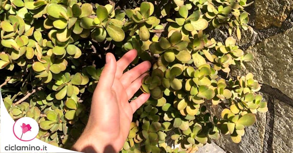 L'Albero di Giada perde le Foglie? Rimedia così