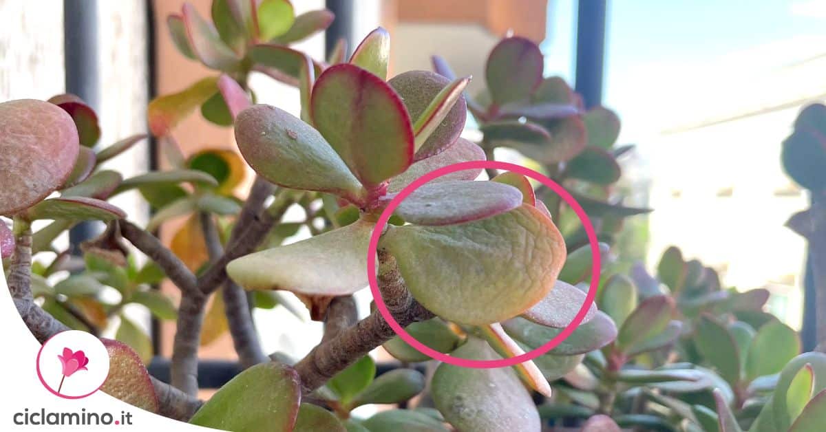 Questi 5 segni sulle Foglie di Albero di Giada ti mostrano uno ...