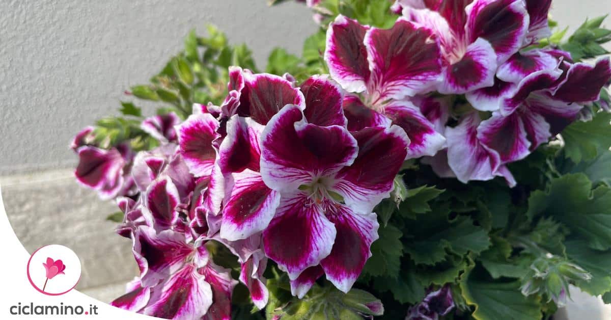 Come Coltivare il Geranio Imperiale che Ama la Mezz'Ombra?