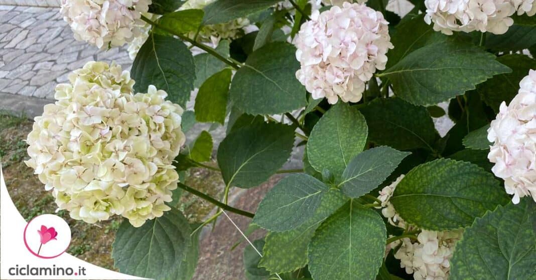 Quanti tipi di Ortensia conosci? Queste sono alcune tra le più belle