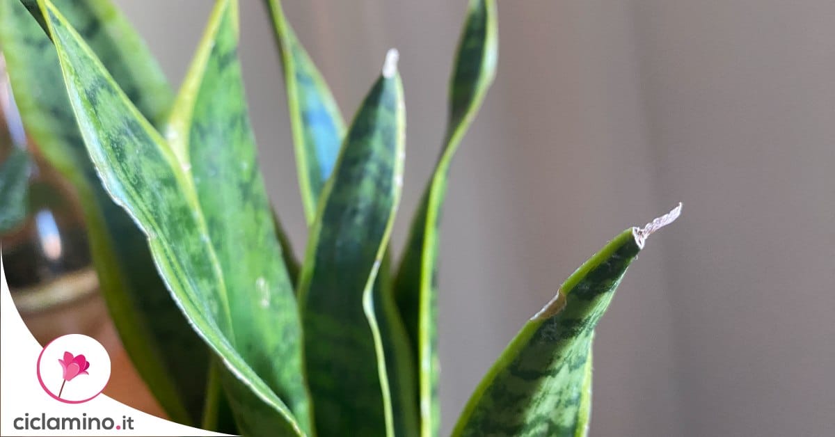 La tua Sansevieria ha le punte bruciate? Salvala così