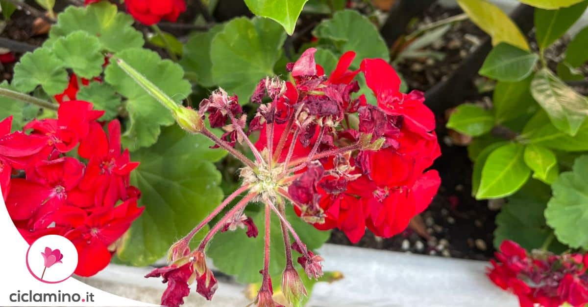 Cosa fare se il Geranio appare senza speranze?