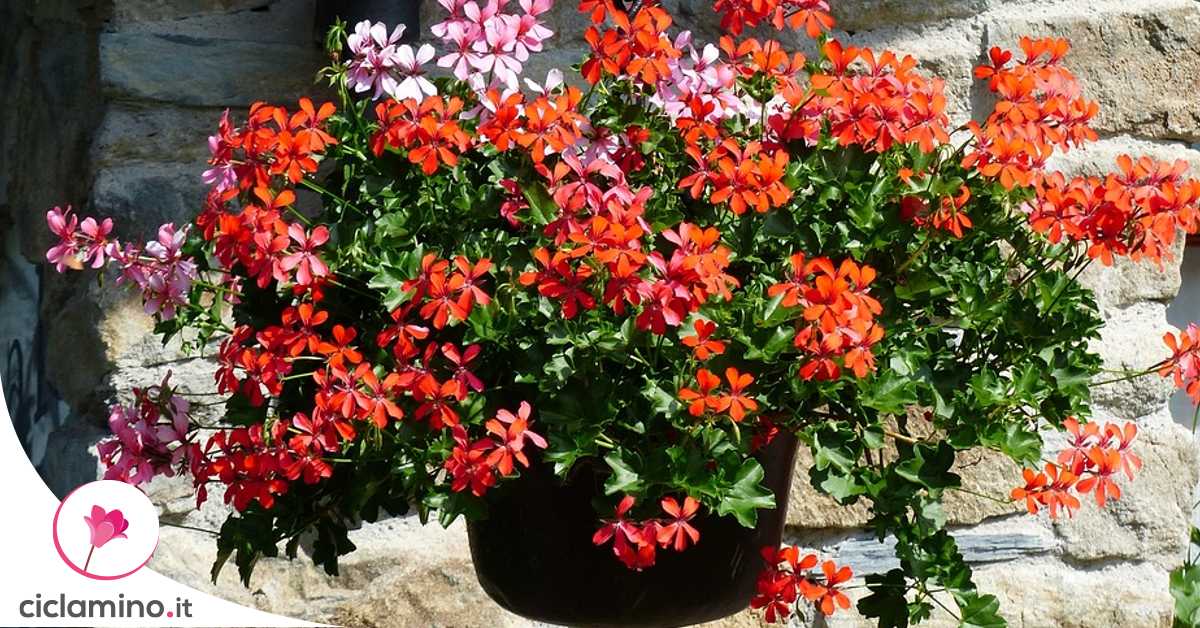 Vuoi un Geranio rampicante? Devi seguire questa piccola guida