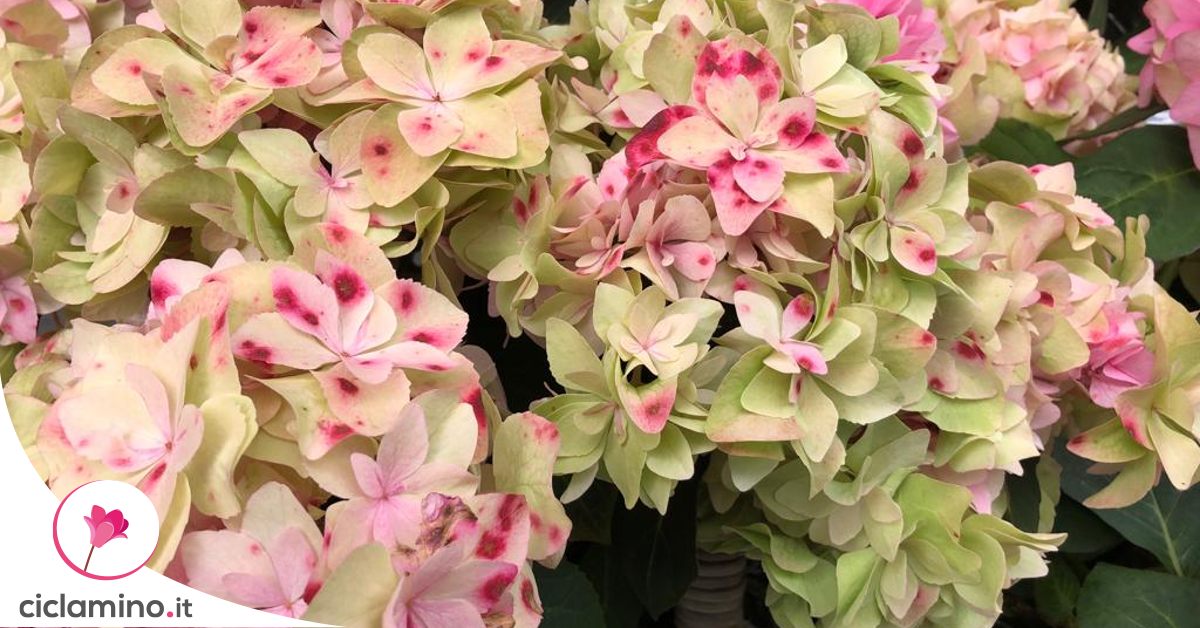 Scegli la Varietà di Ortensia più Bella seguendo questa Guida