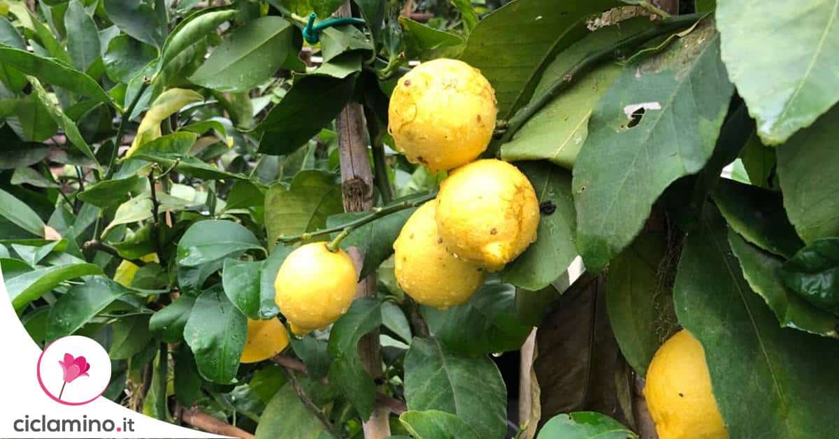 Anche un Pollice Nero può avere una bella Pianta di Limoni con la Guida ...