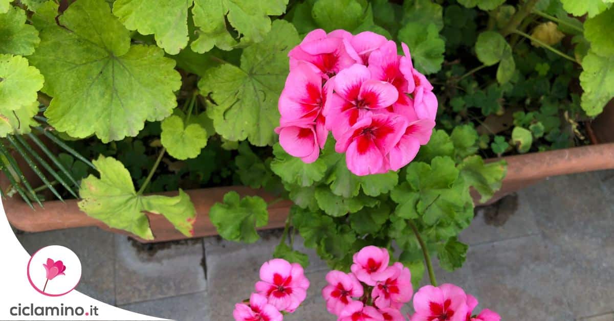 Come avere Gerani bellissimi?