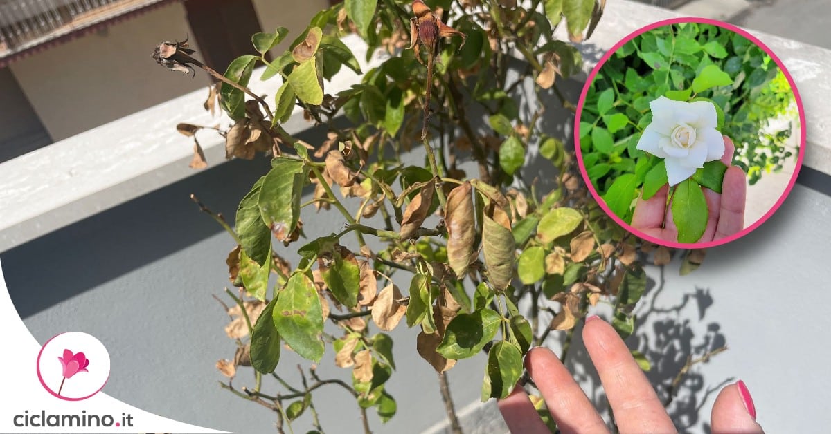 Come proteggere la Rosa quando l'Afa estiva è troppo forte