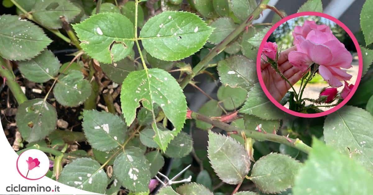 Come eliminare i Parassiti che colpiscono le Rose in estate