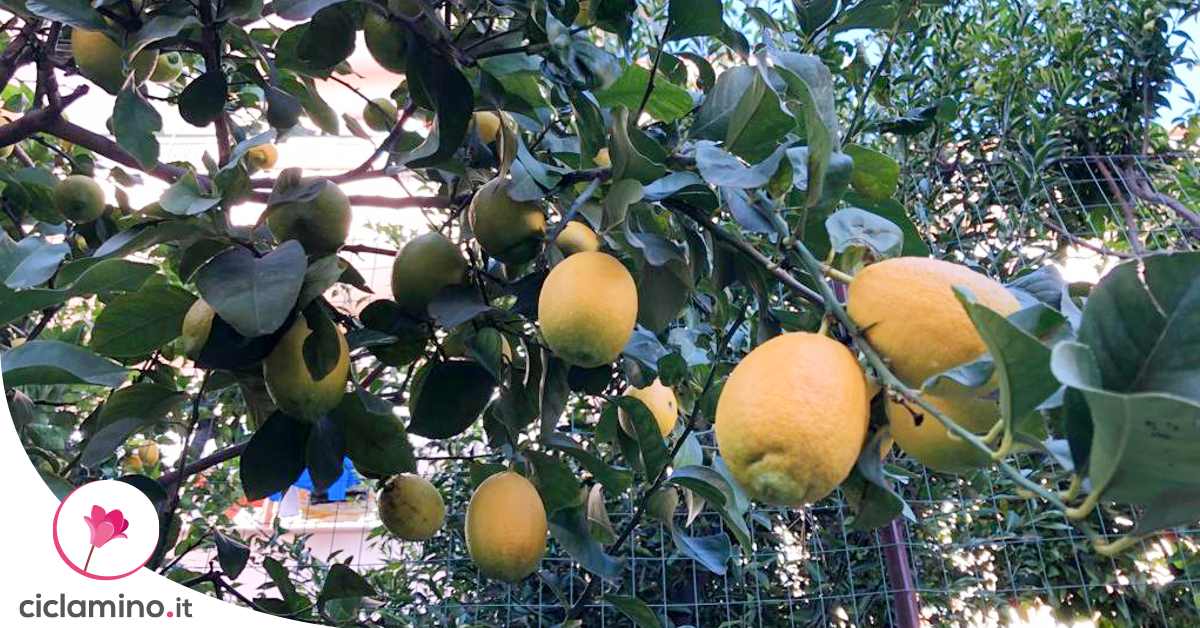Come fare la potatura invisibile del limone