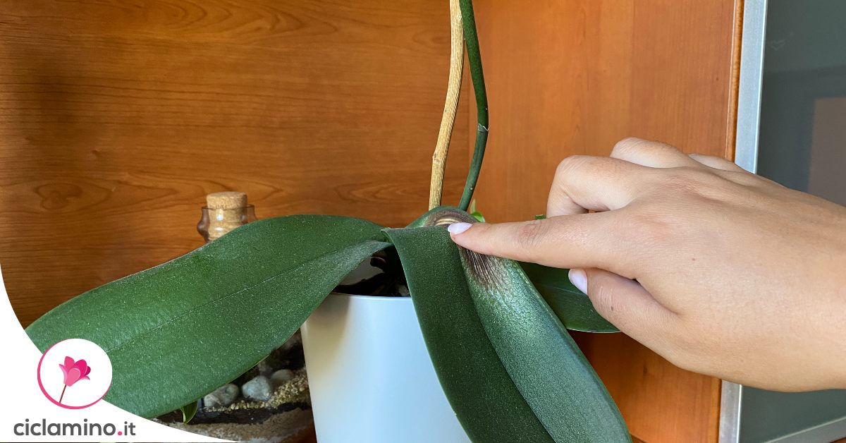 Cosa ti sta dicendo la tua Orchidea se si sta seccando in questi 4 Punti