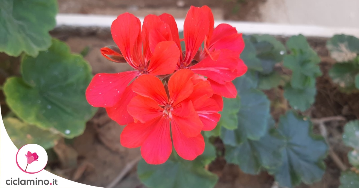 Come mantenere il Geranio fiorito per tutto l'autunno