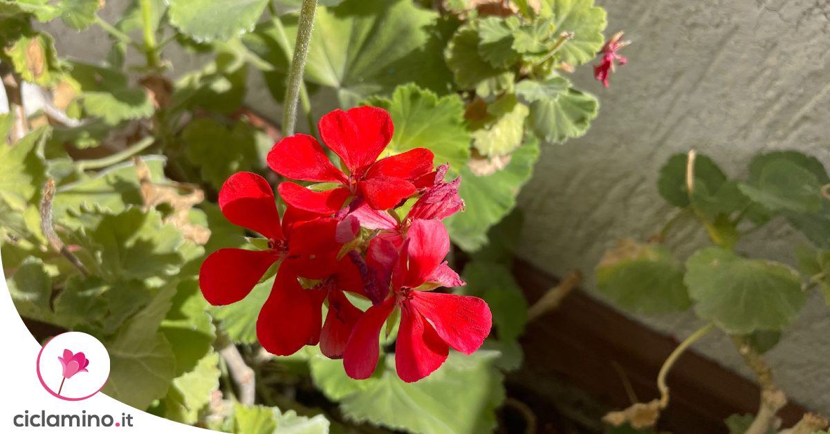 Come recuperare il Geranio a Settembre dopo lo "stress" di Agosto