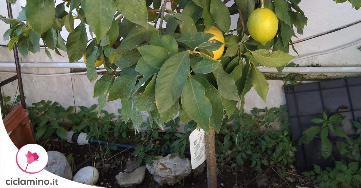 Come scegliere quale pianta di Limoni comprare se lo fai per la prima ...