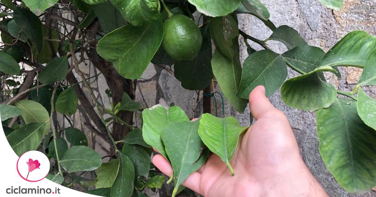 Il Limone perde le Foglie per 6 motivi che molti non riconoscono