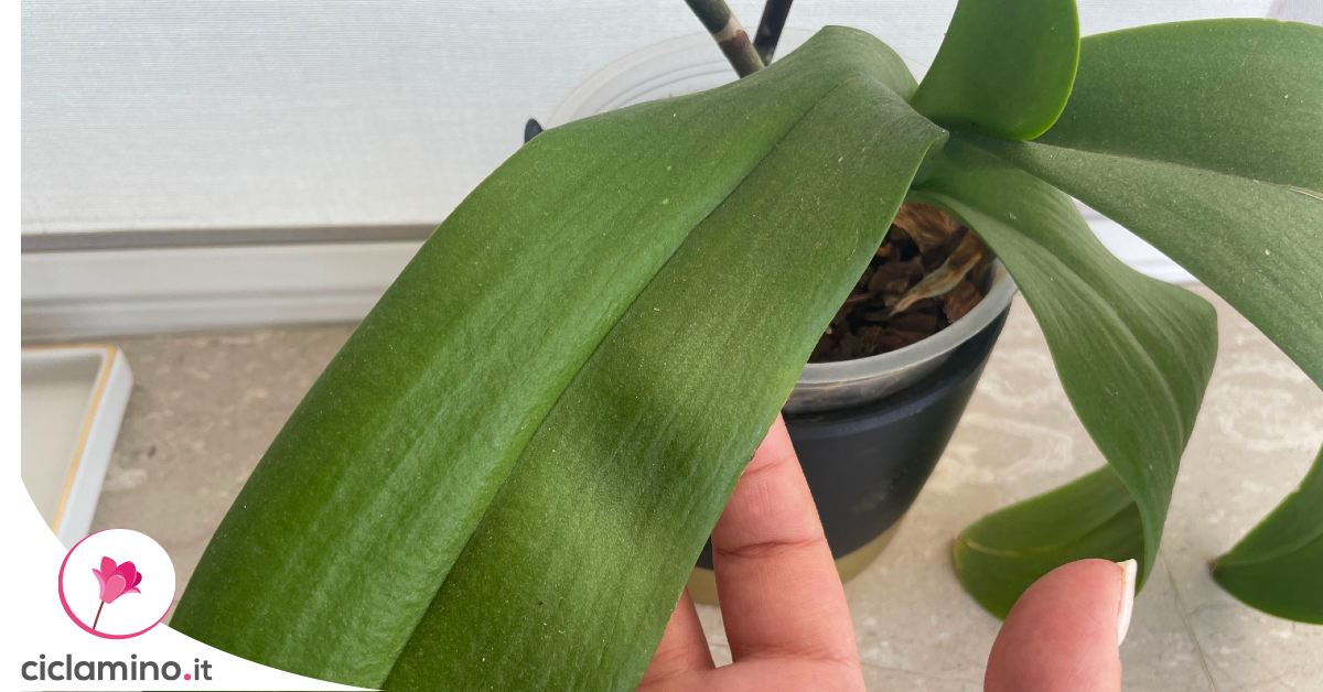 In Autunno le Foglie e Radici dell'Orchidea ti parlano se sai ascoltarle