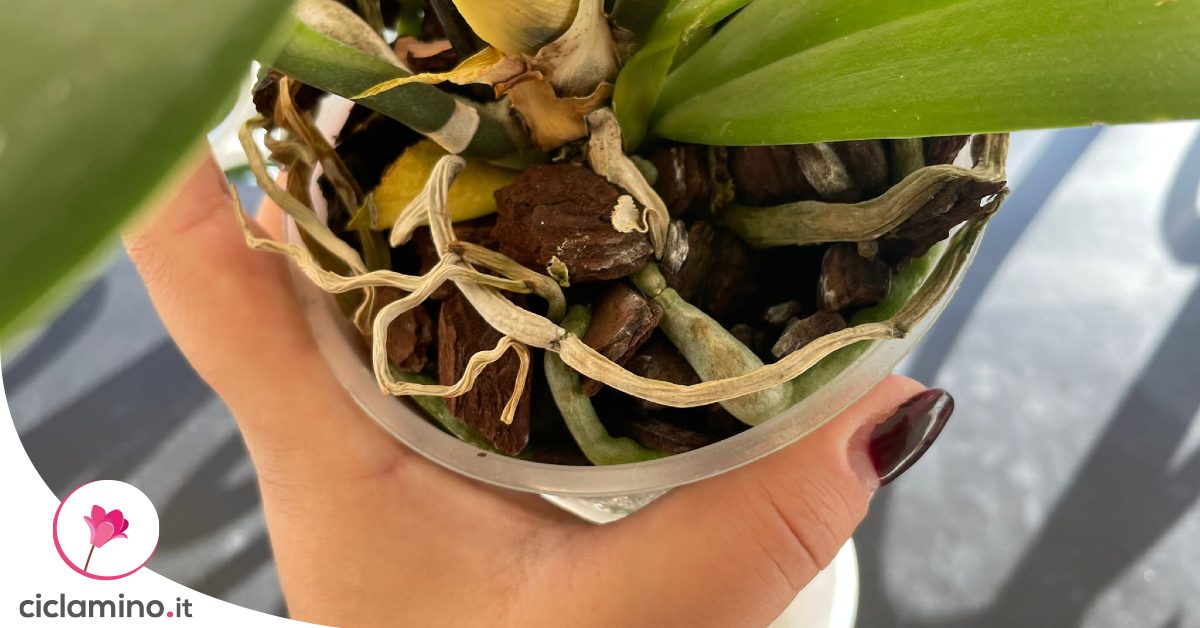 Cosa fare subito quando le Radici dell'Orchidea escono fuori dal vaso
