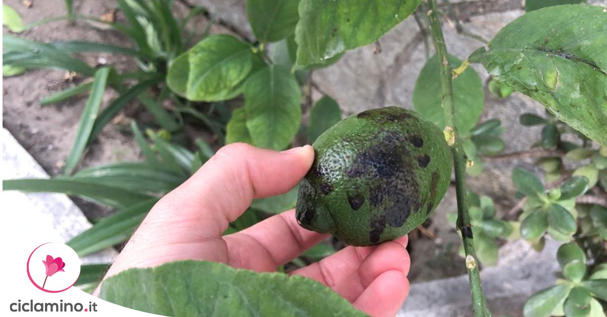 Se vedi piccoli puntini bianchi sul tronco del limone potrebbe essere ...