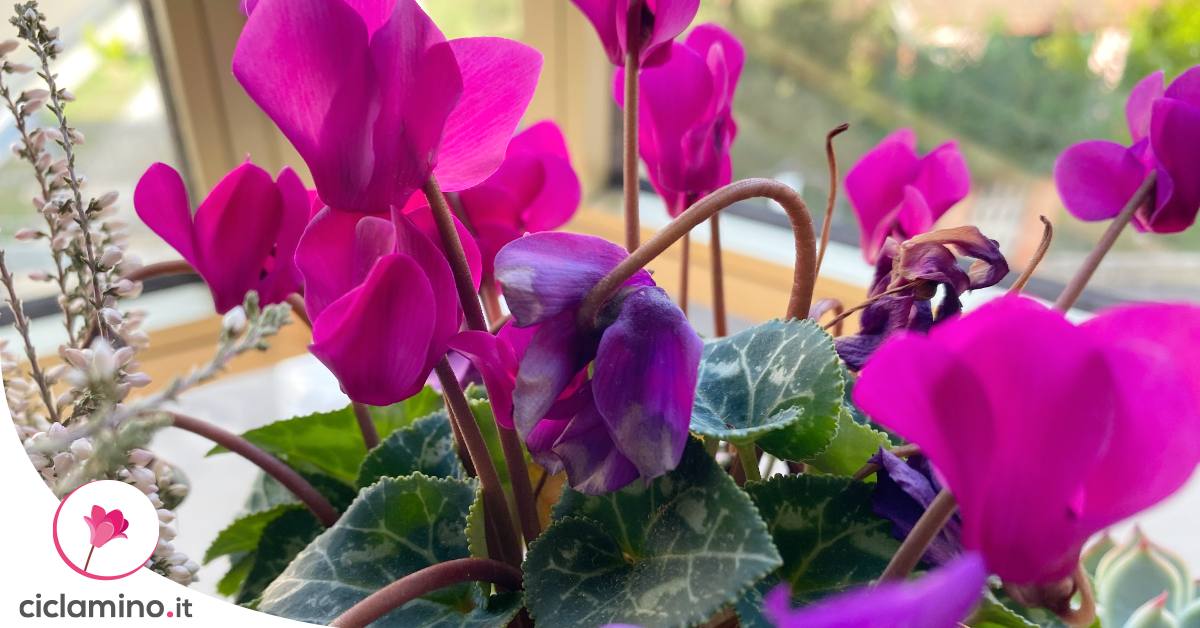 Come curare il Ciclamino in casa?