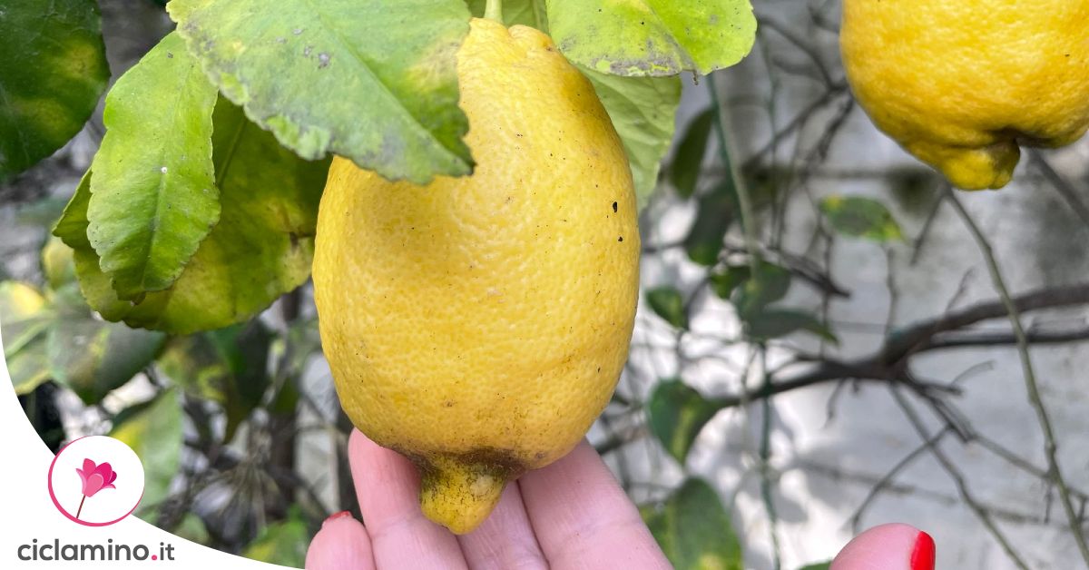 Le 4 semplici Regole per far esplodere di frutti la tua Pianta di Limoni