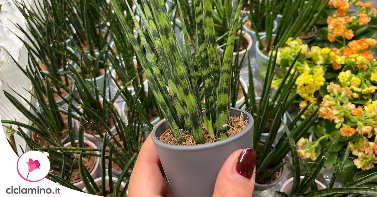 Come curare la mini Sansevieria che trovi da Ikea