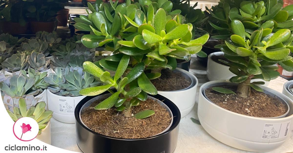 Come curare un Albero di Giada Bonsai