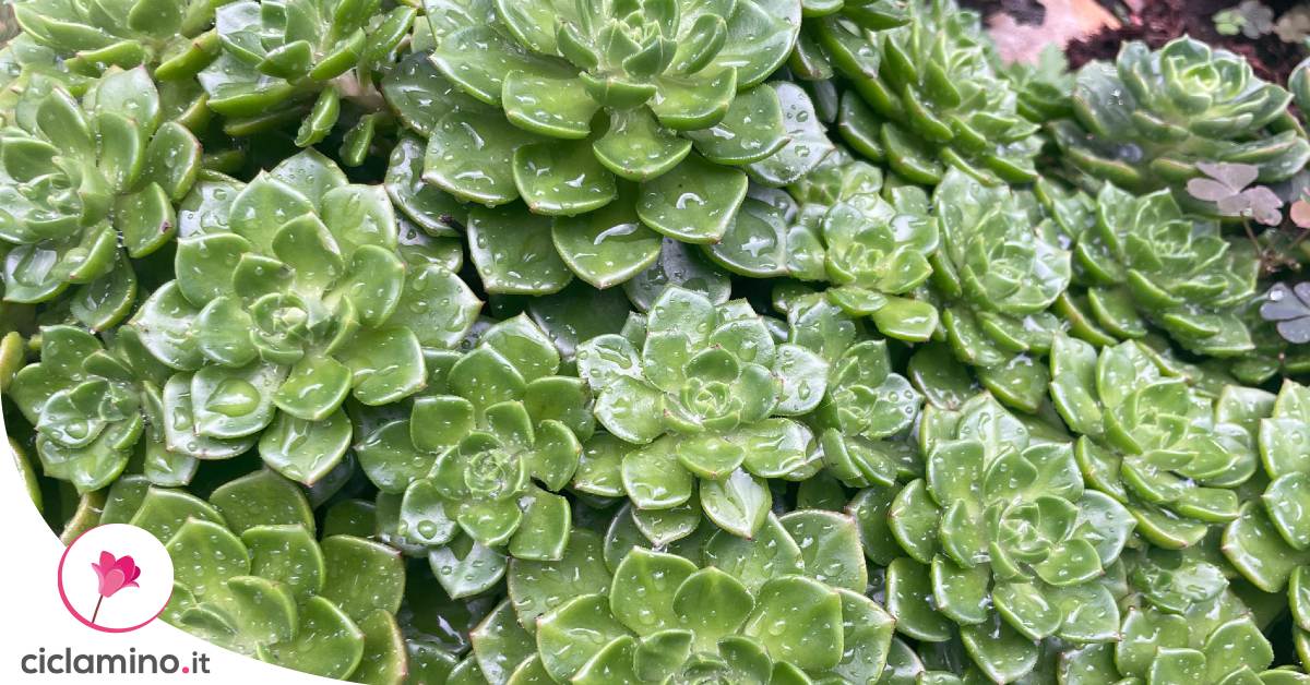 Come prendersi cura delle Piante grasse per averle belle anche con ...