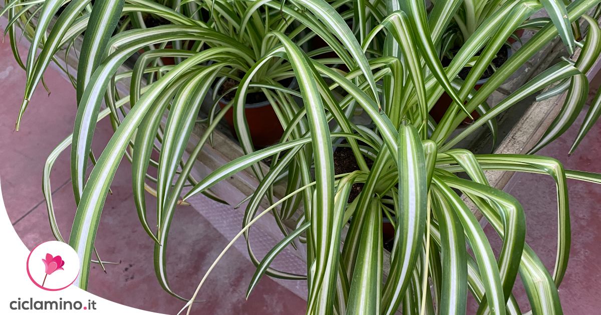 La tua Pianta ragno ti sta parlando se sta ingiallendo tutte le foglie