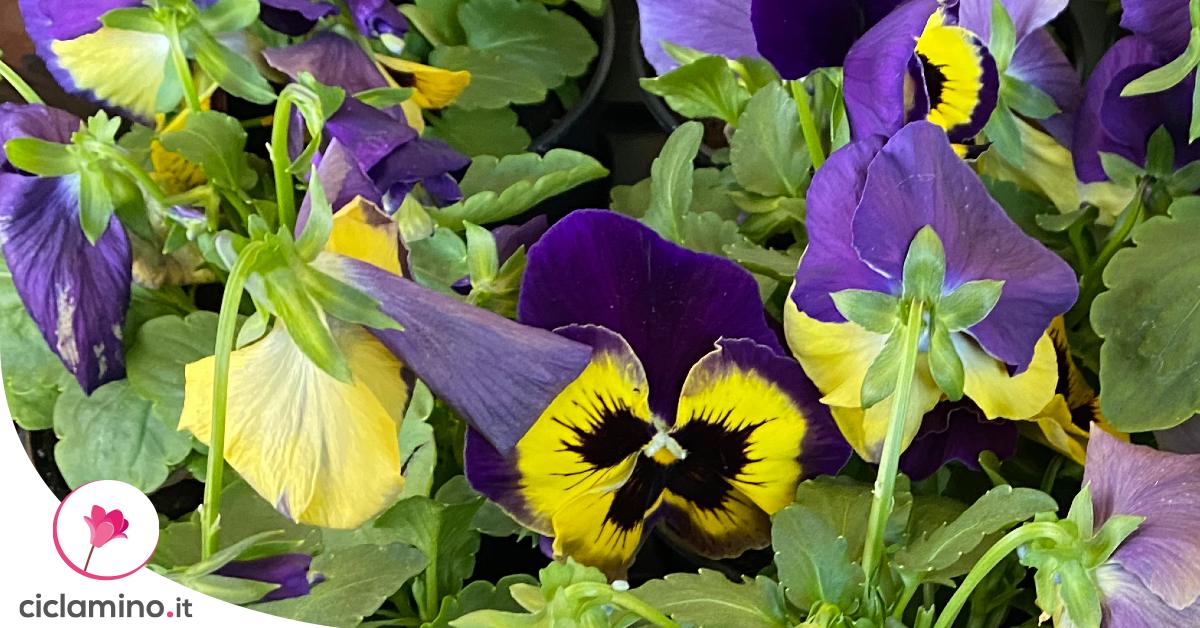 Come curare le Viole del Pensiero per mantenere i fiorellini a lungo