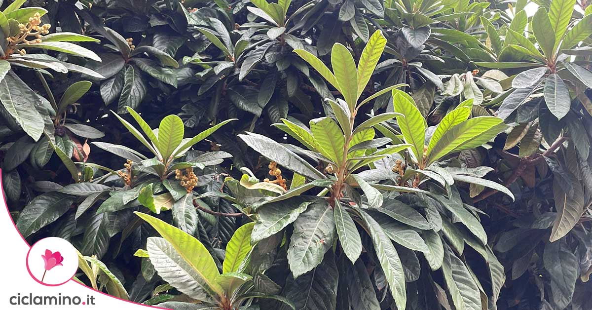 Nespolo - Ciclamino.it