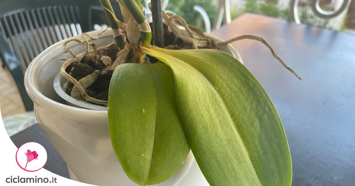 5 Cure per la mia Orchidea con le Foglie Gialle - Ciclamino.it