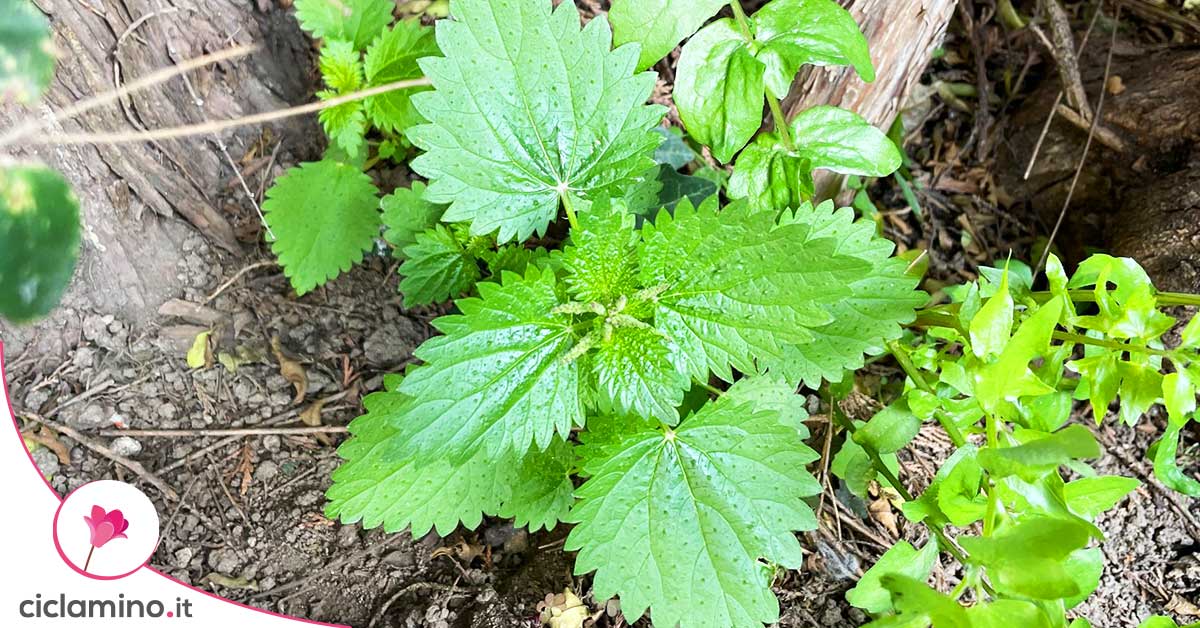 Ortica - Ciclamino.it