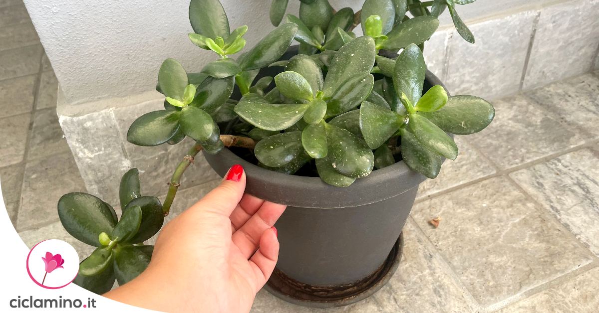 Come combinare l’Albero di Giada con altre piante succulente - Ciclamino.it