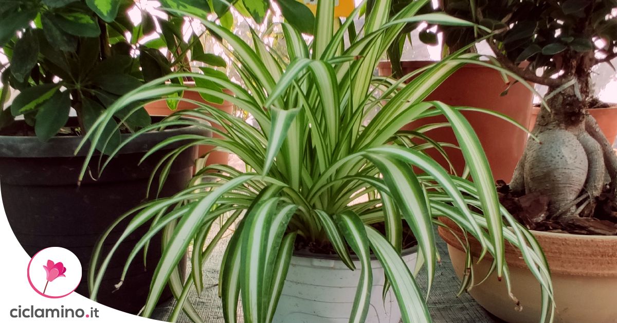 Come infoltire la Pianta Ragno con le "3 Regole della crescita"