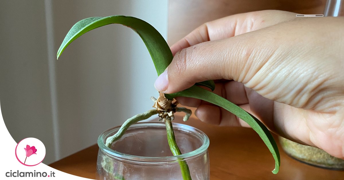 Puoi salvare la tua Orchidea senza speranze partendo dalle Radici