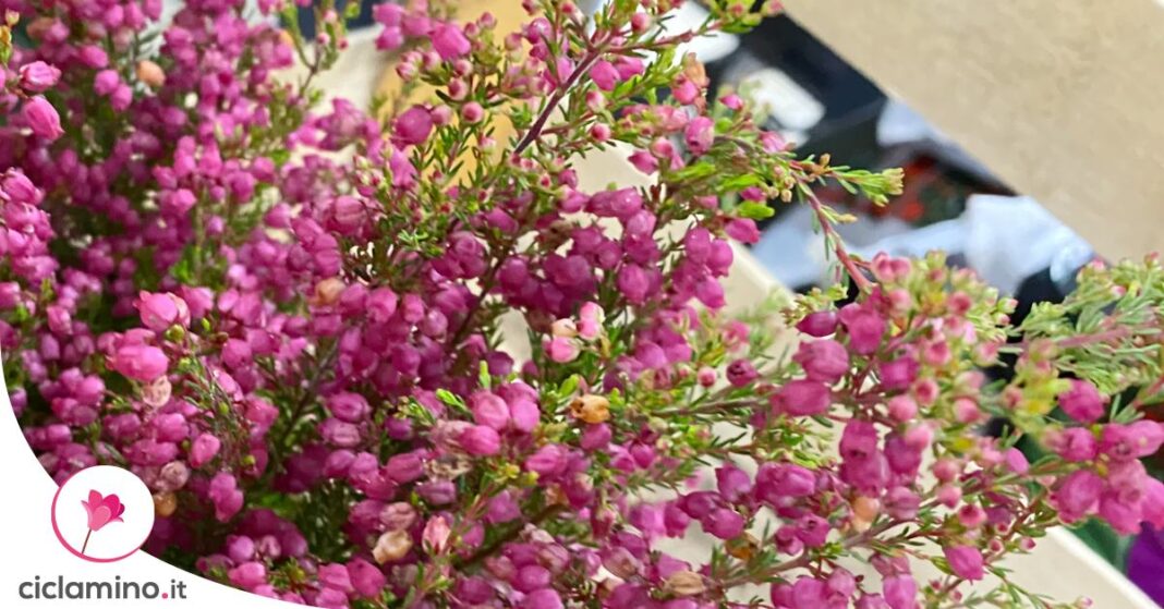 3 Tratti distintivi che ti dicono se a casa hai l'Erica o la Calluna