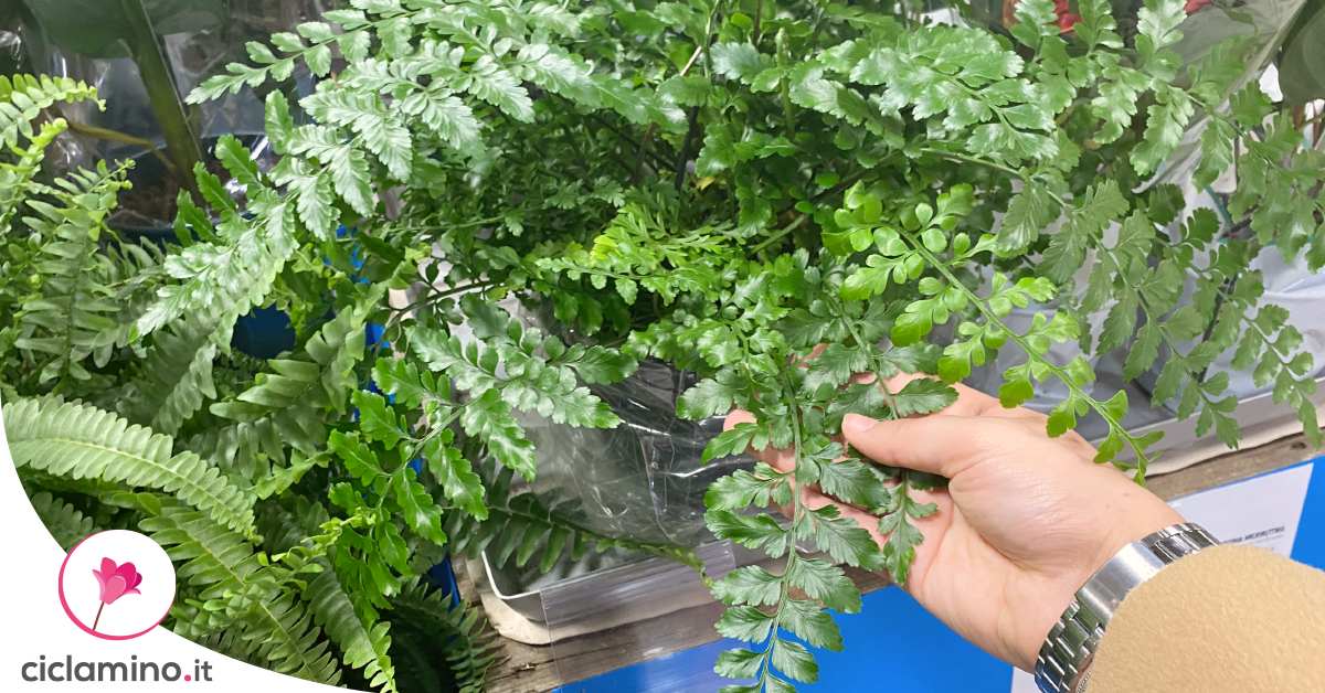 5 tipi di Felci che prosperano in casa