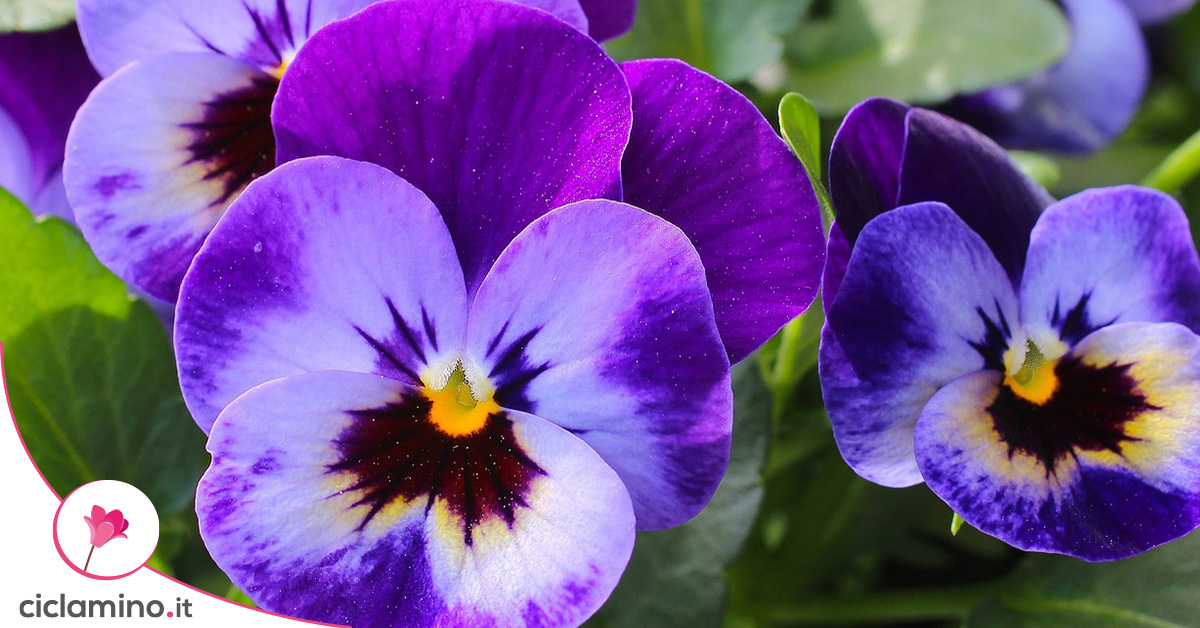 Viola - Ciclamino.it