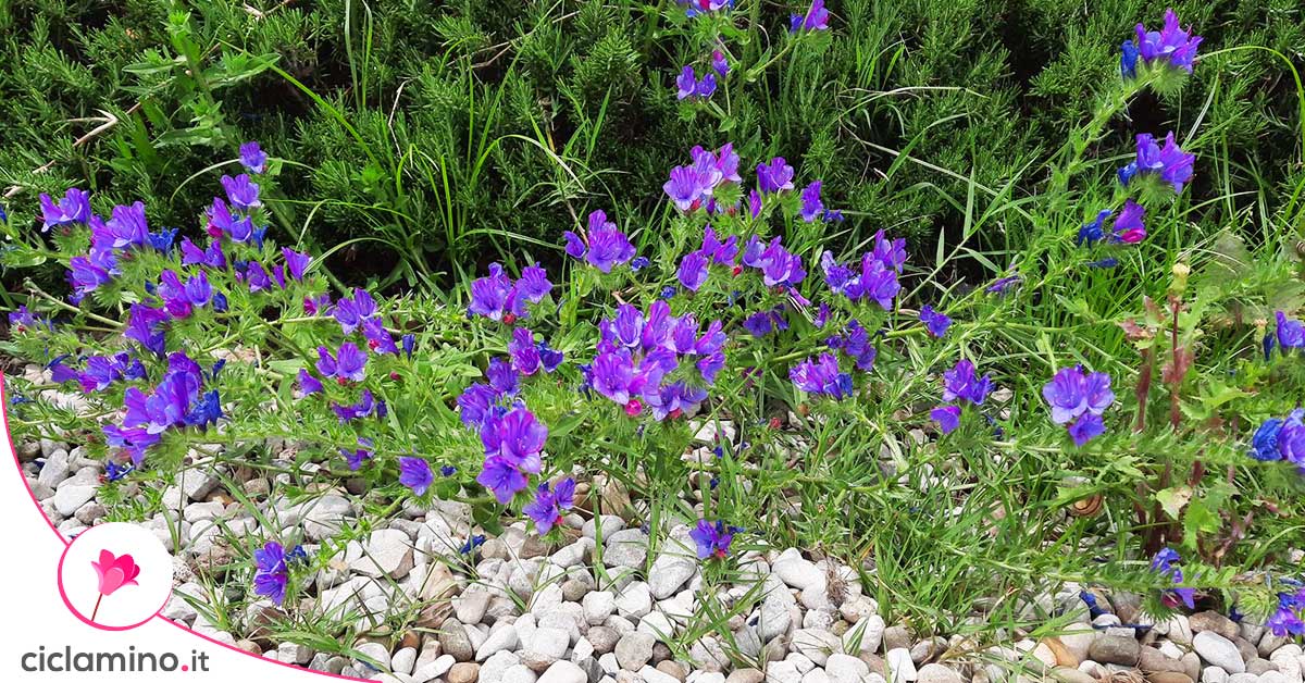 Erba Viperina