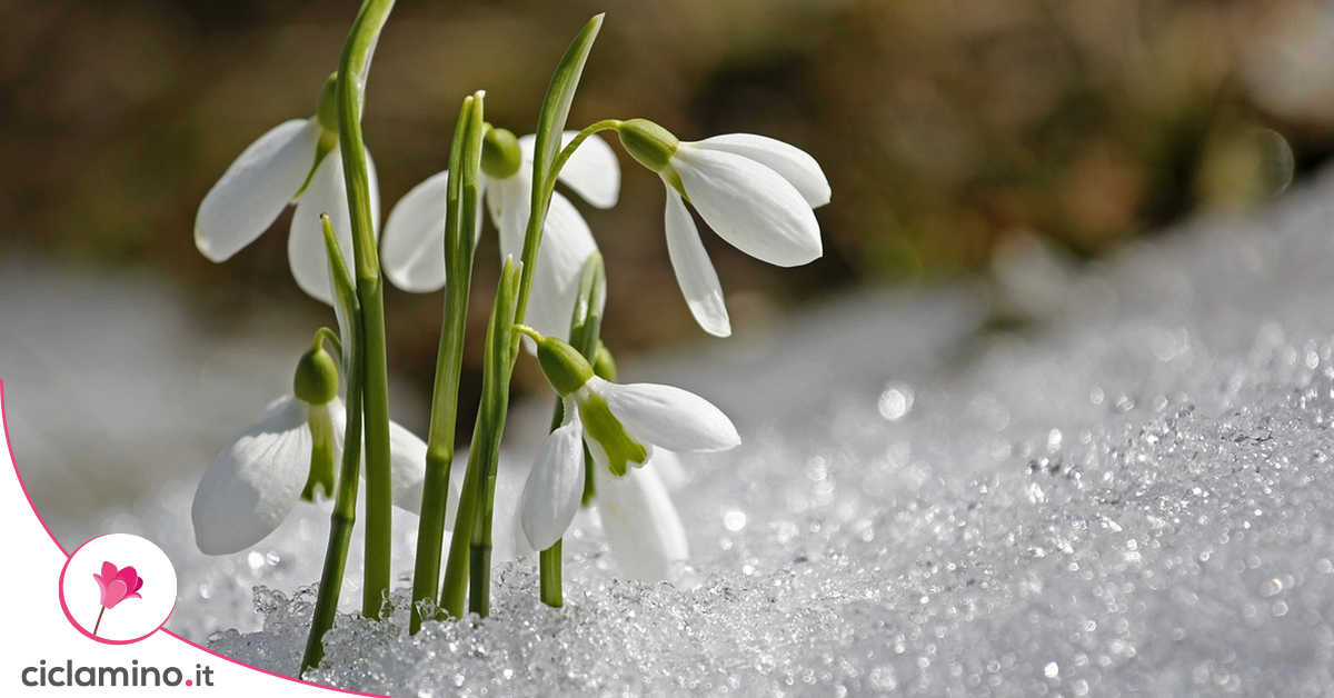 Bucaneve - Ciclamino.it
