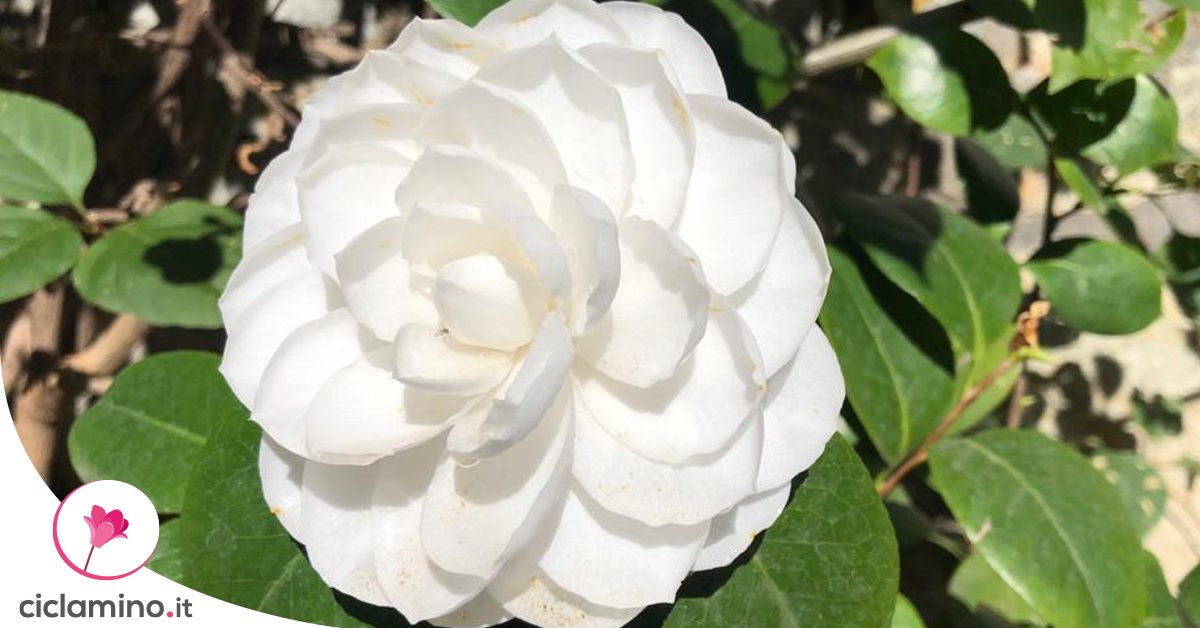 I mesi Autunnali sono ideali per Propagare la Camelia e ti spiego come ...