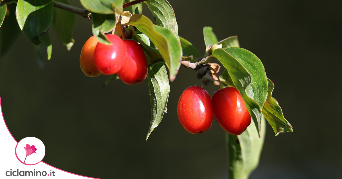 Corniolo - Ciclamino.it