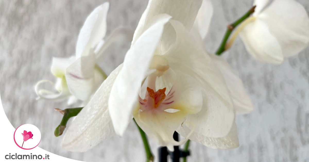 Come prevenire il disseccamento dei fiori dell'orchidea - perché i ...