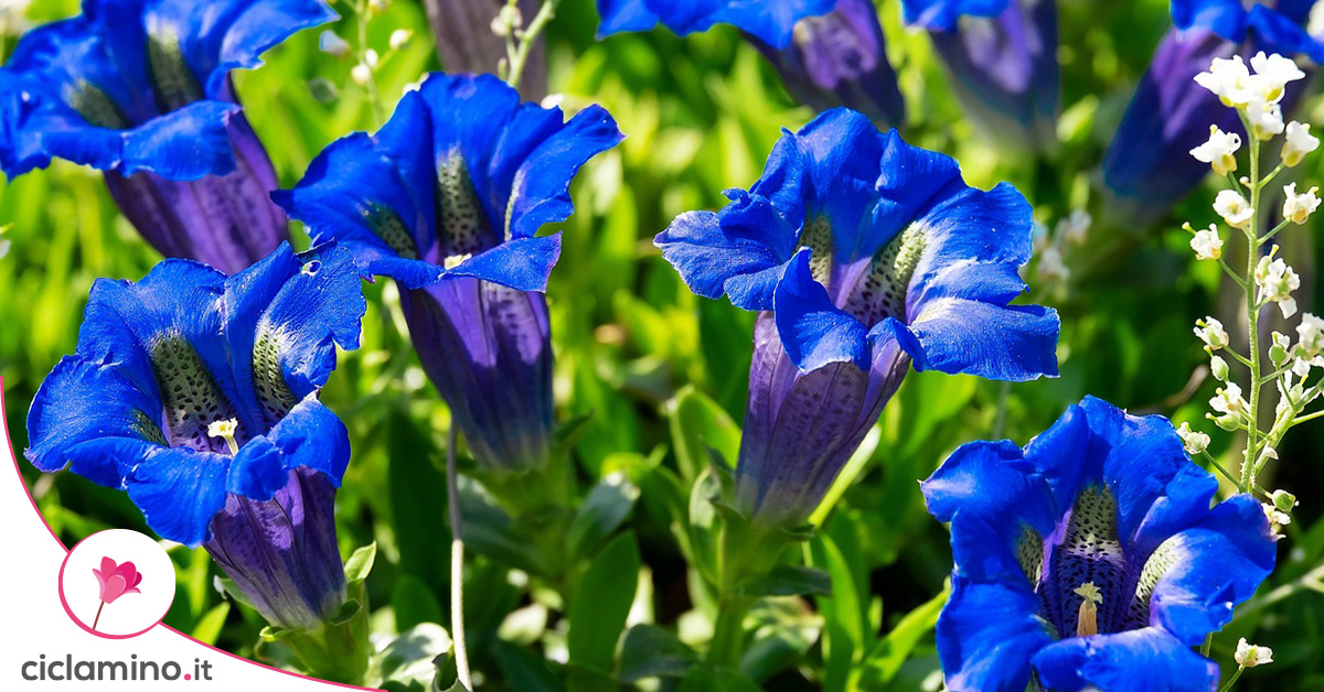 Le piante dai Fiori Blu che puoi coltivare senza difficoltà - Ciclamino.it