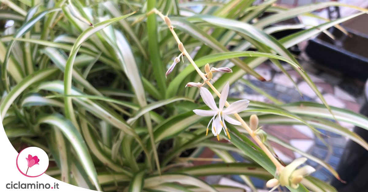 Se ami la Pianta Ragno ci sono 4 Varietà che puoi mettere in casa e in ...