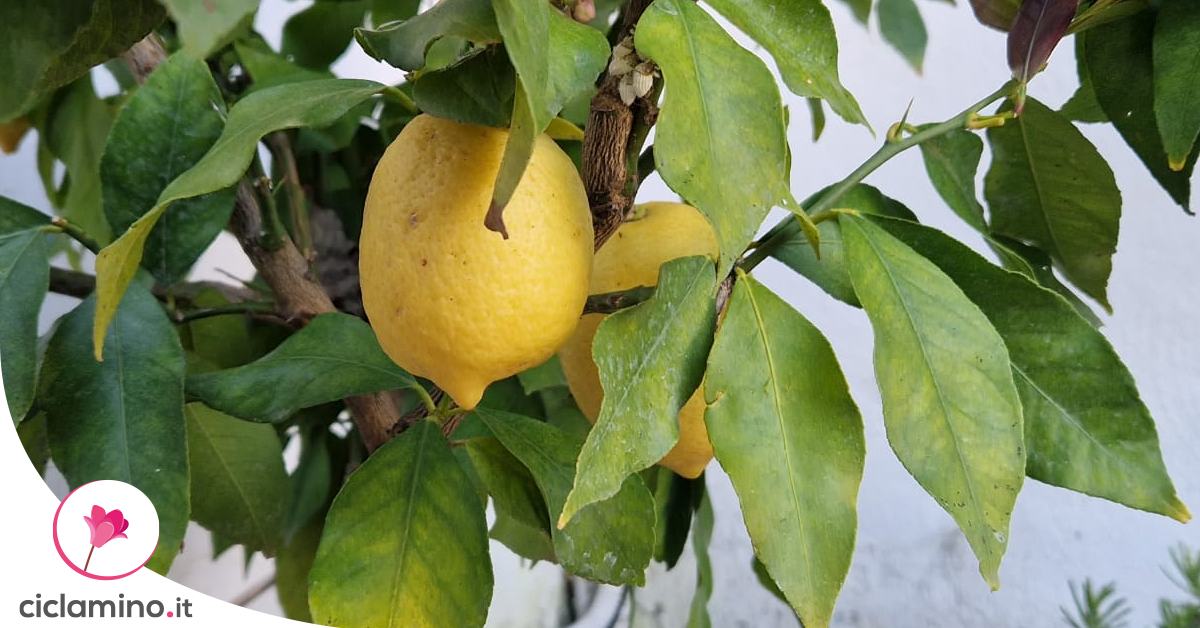 3+1 cose che non sai sul Limone in Inverno