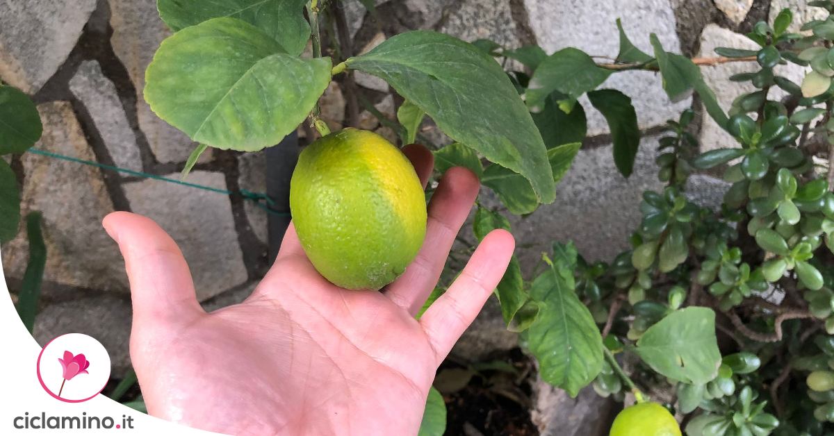 Come concimare il limone nel momento chiave del cambio di stagione