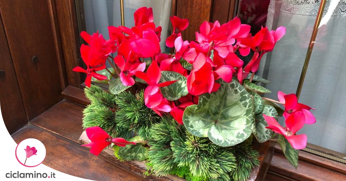 Come far fiorire il ciclamino prima possibile