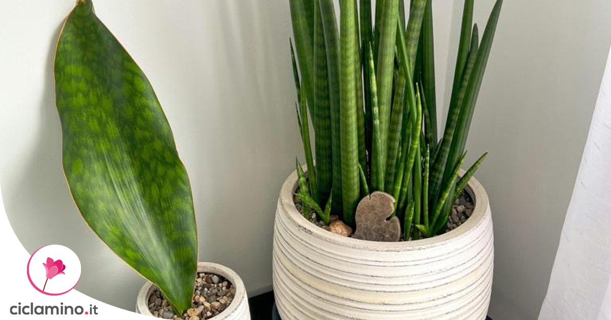 Scegli queste piante da interno se hai un appartamento con poca luce