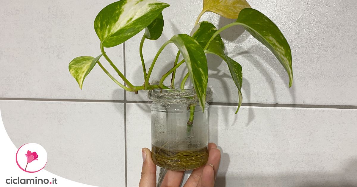 Se la talea del Pothos non mette radici, ecco cosa fare