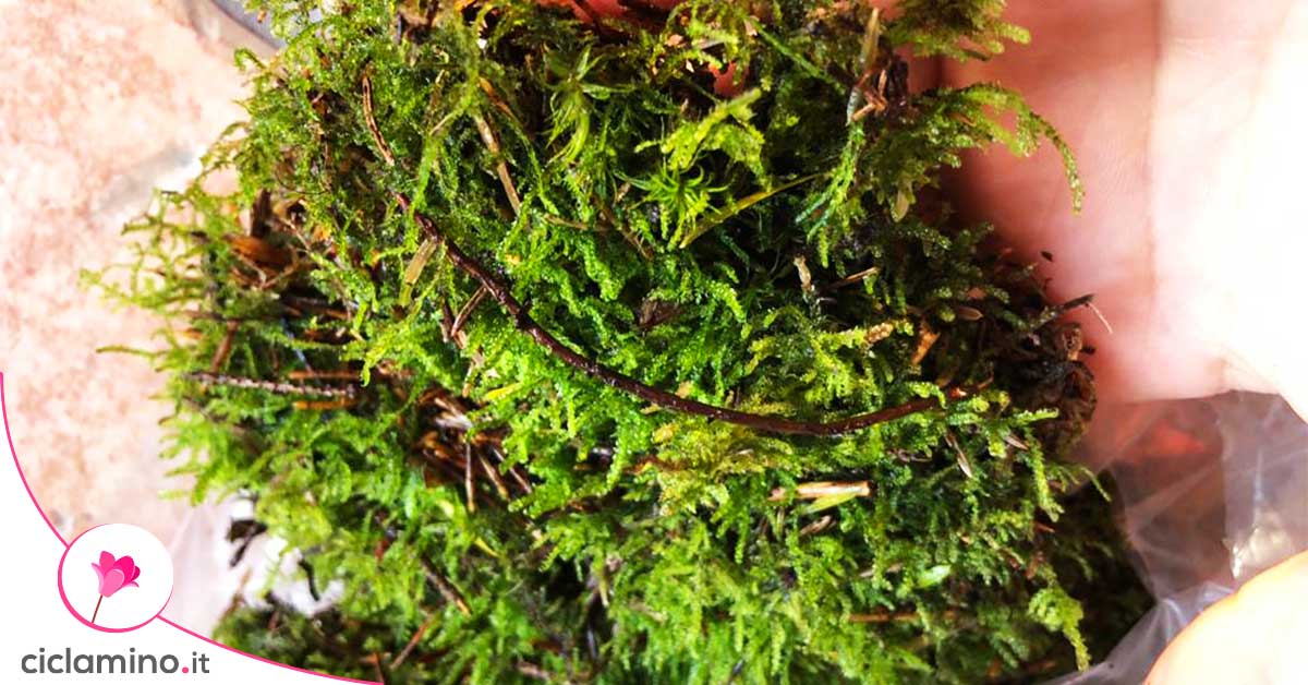 Ho scoperto di poter coltivare il Muschio in casa per decorare i miei Vasi